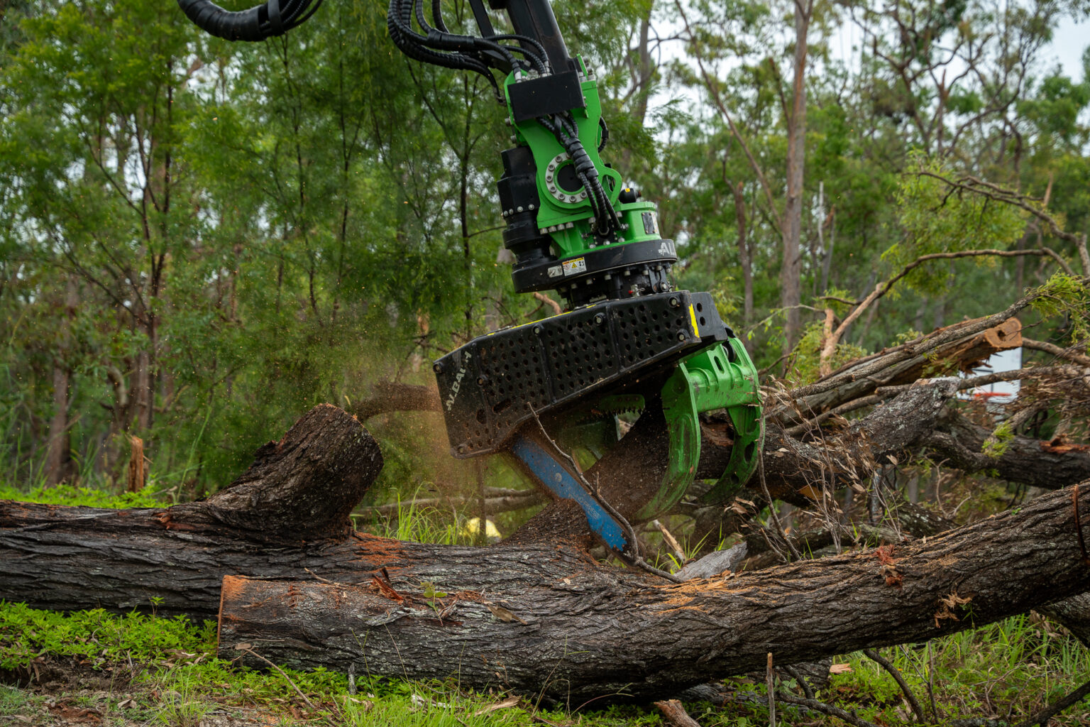 The Best Arborists in the Gold Coast Providing High Quality Tree ...