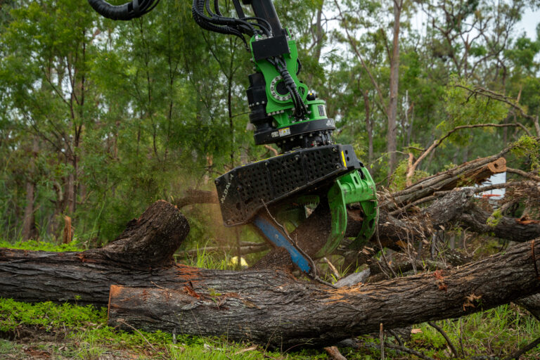The Best Arborists in the Gold Coast Providing High Quality Tree ...