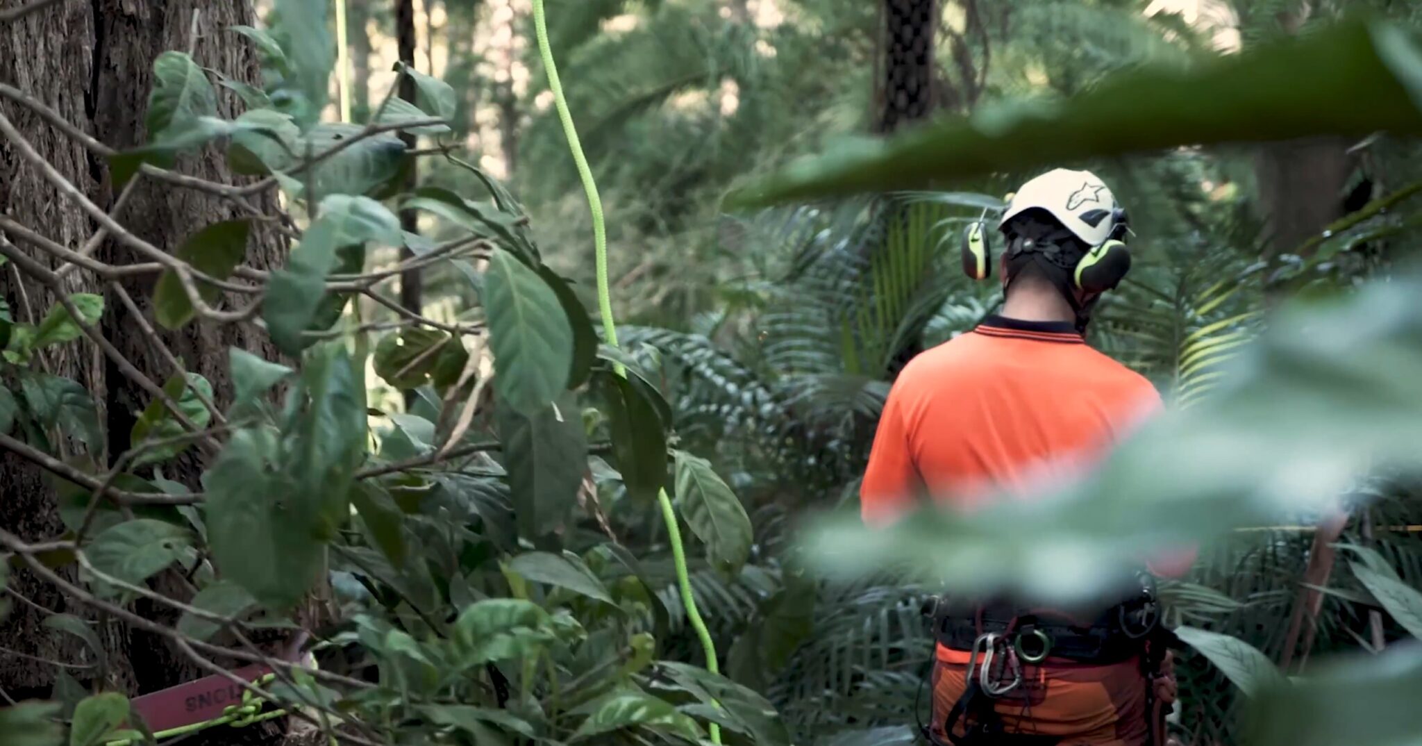 The Best Arborists in the Gold Coast Providing High Quality Tree ...