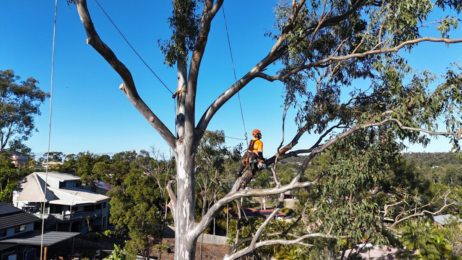 General Tree Services Gold Coast | NexGen Tree Services